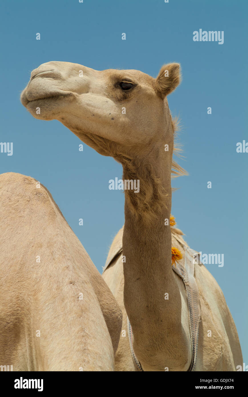 Camel at Dubai Desert. Dubai, UAE Stock Photo - Alamy
