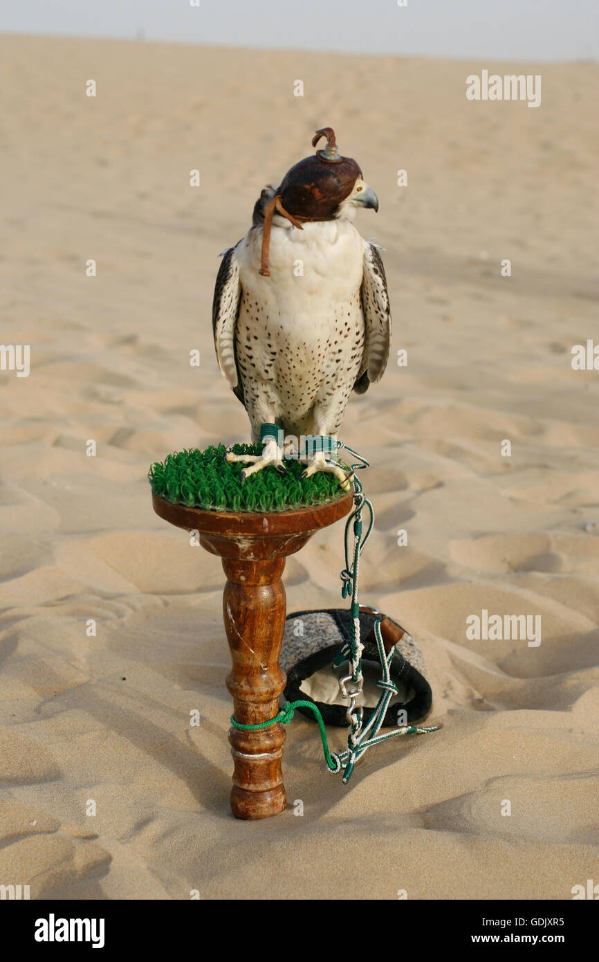 Portrait of a falcon in Dubai, United Arab Emirates Stock Photo - Alamy