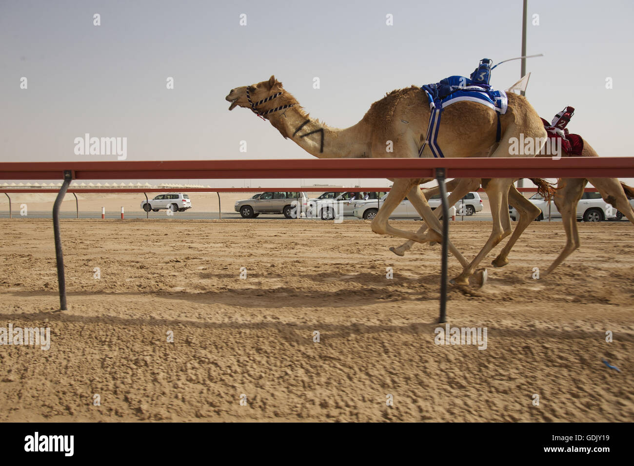 Camel desert dubai racing hi-res stock photography and images - Alamy