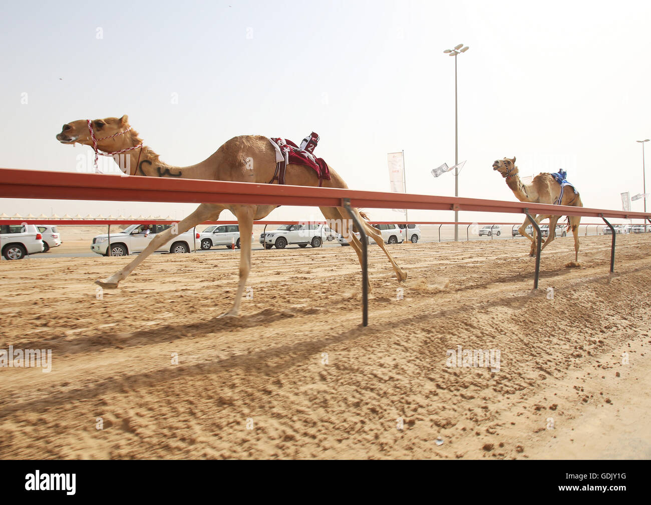 camels racing at Marmoum race track, Dubai, United arab emirates Stock ...