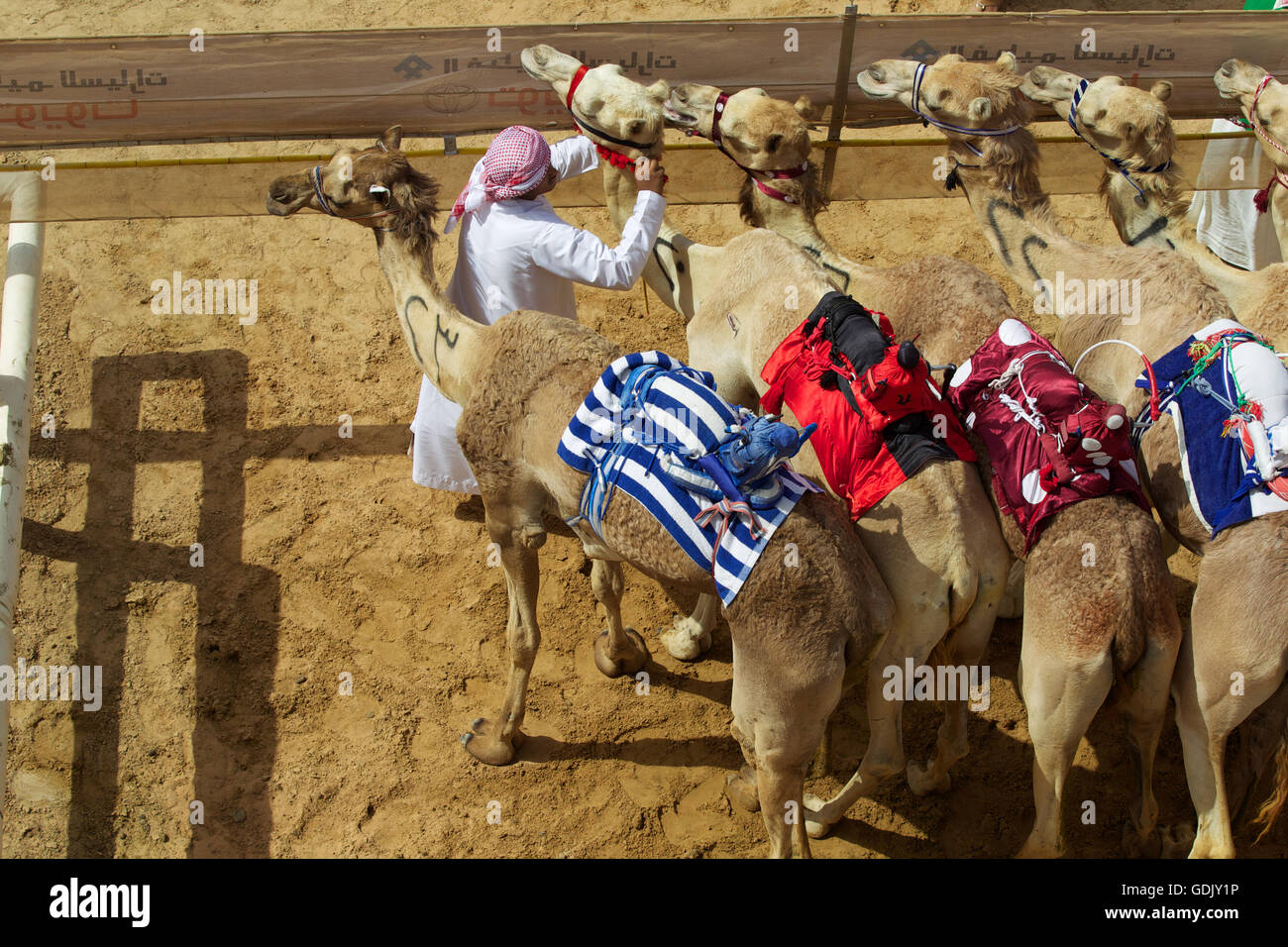 Camels ready for the start at Marmoum race track, Dubai, United arab ...
