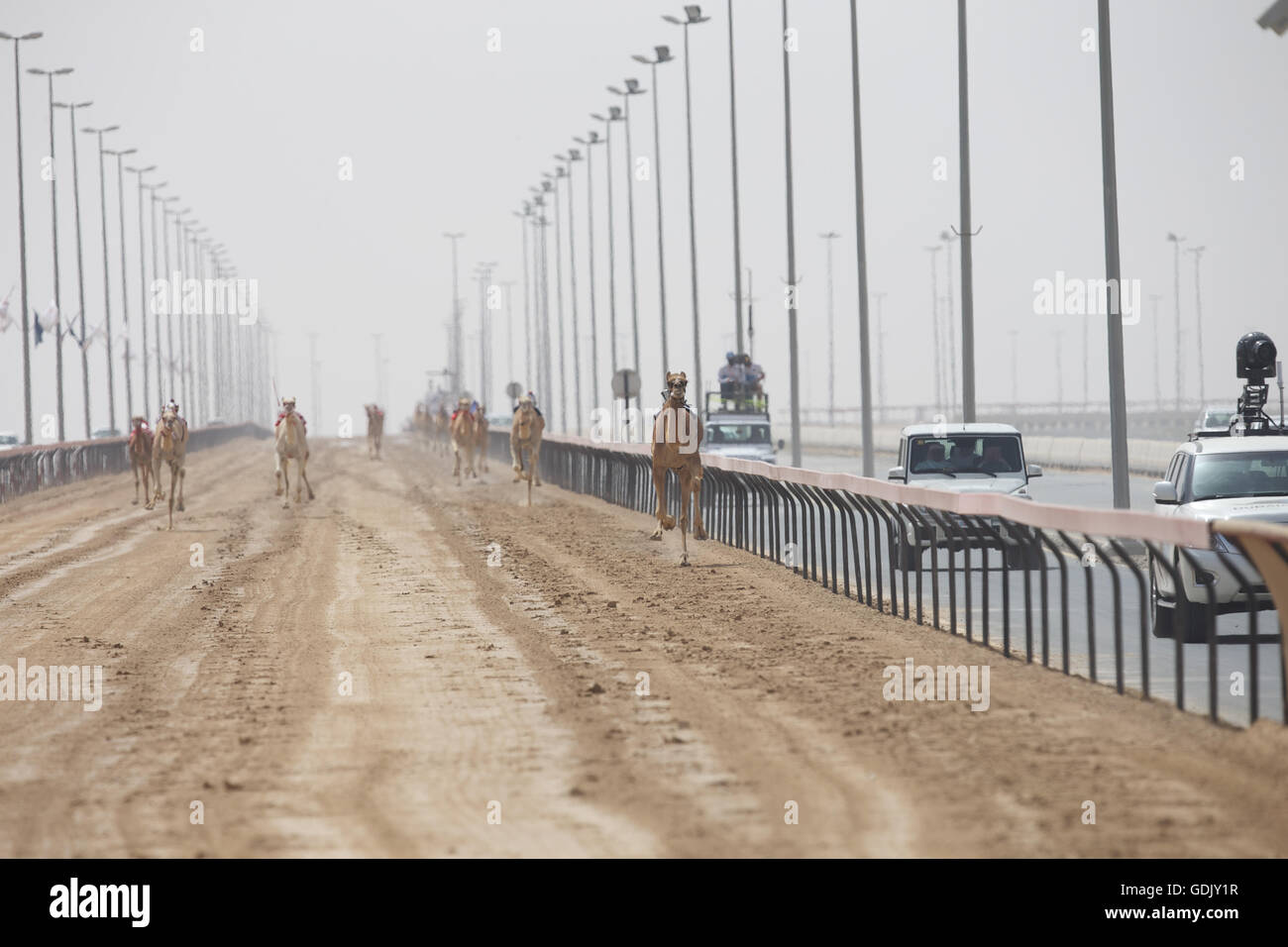 Camels finishing a race at al Marmoum heritage festival, Dubai, United ...