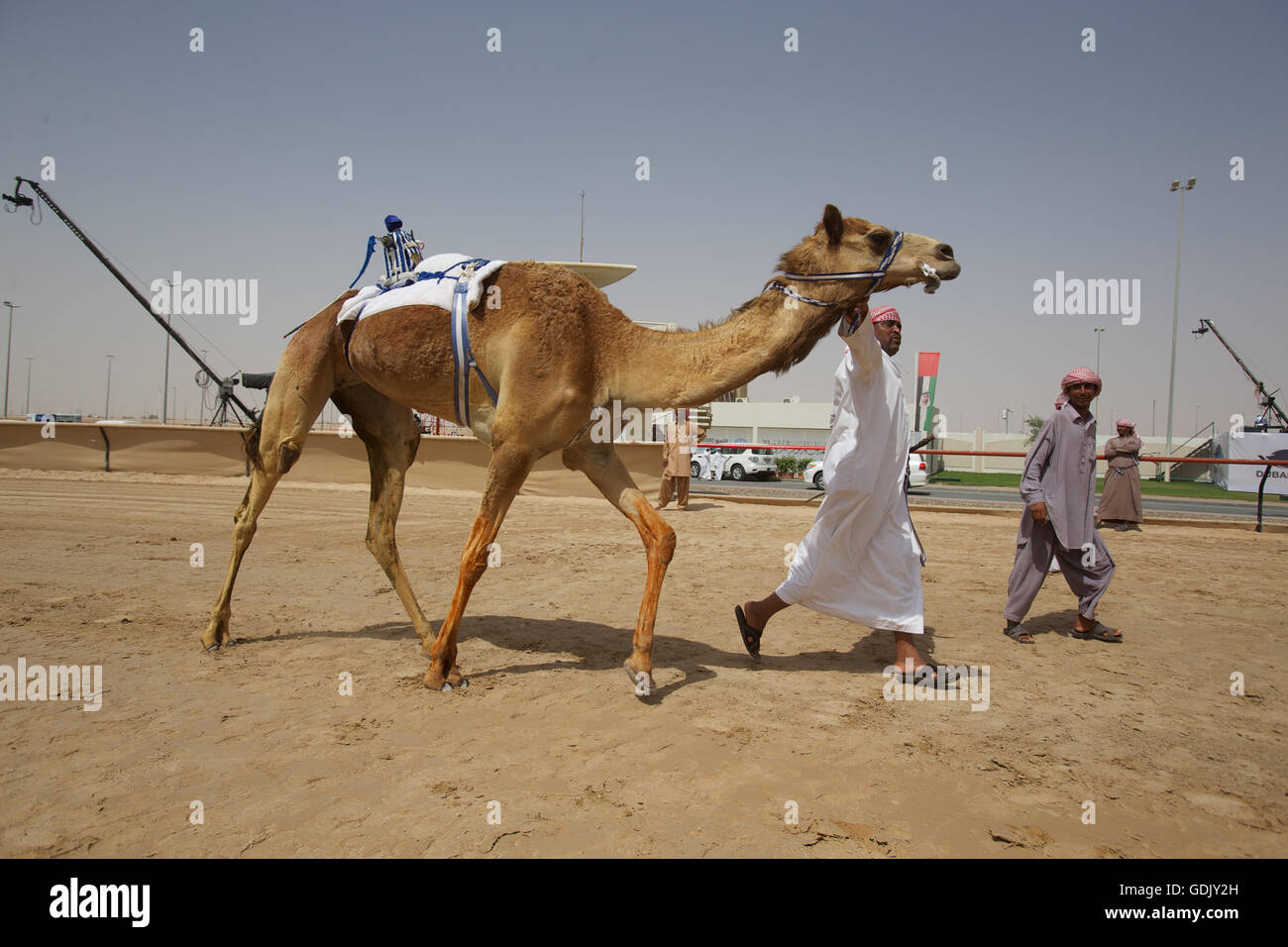 Camel after finishing a race at al Marmoum heritage festival, Dubai ...
