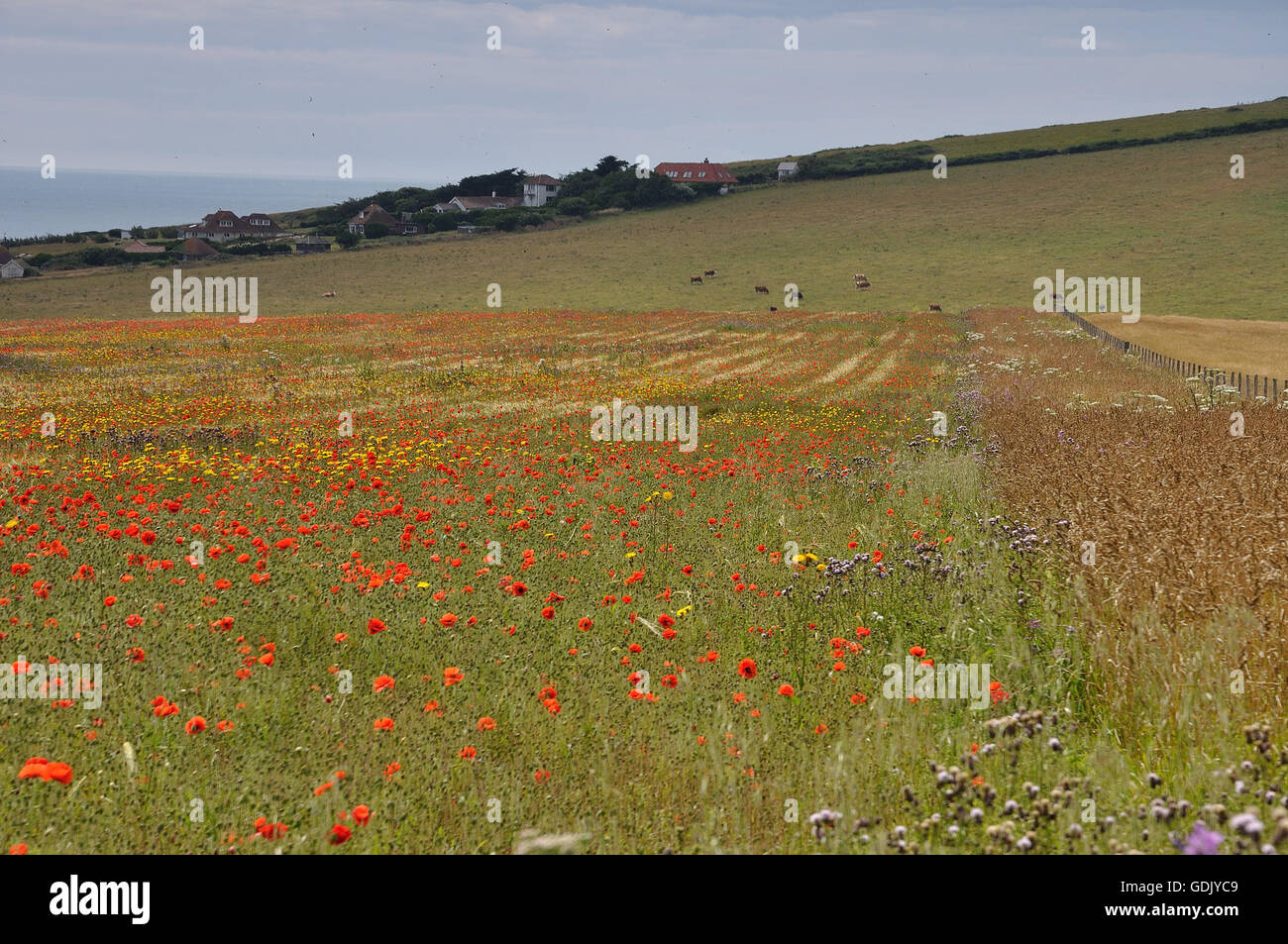 Poppies south downs east sussex hi-res stock photography and images - Alamy