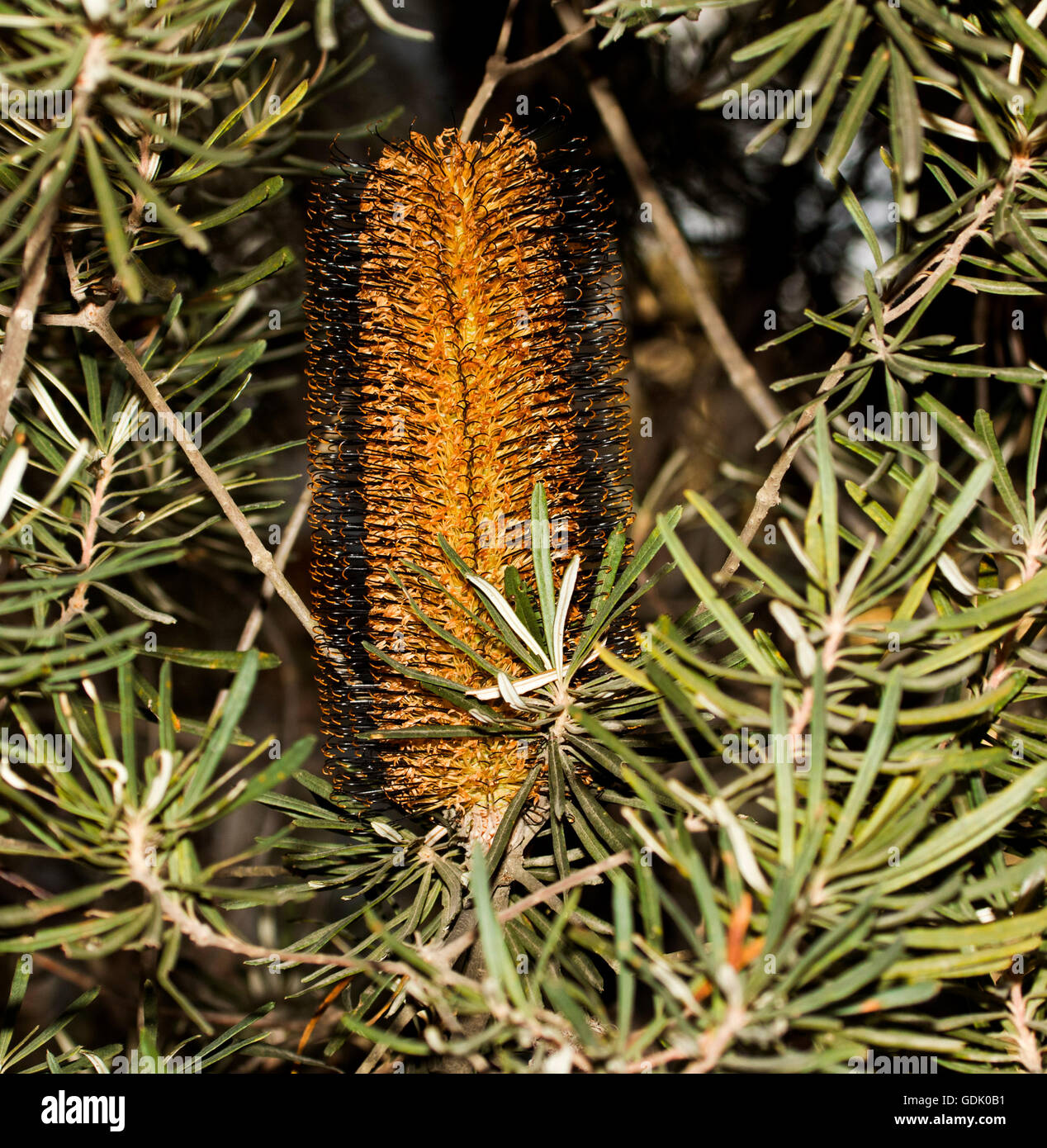 Banksias hi-res stock photography and images - Alamy