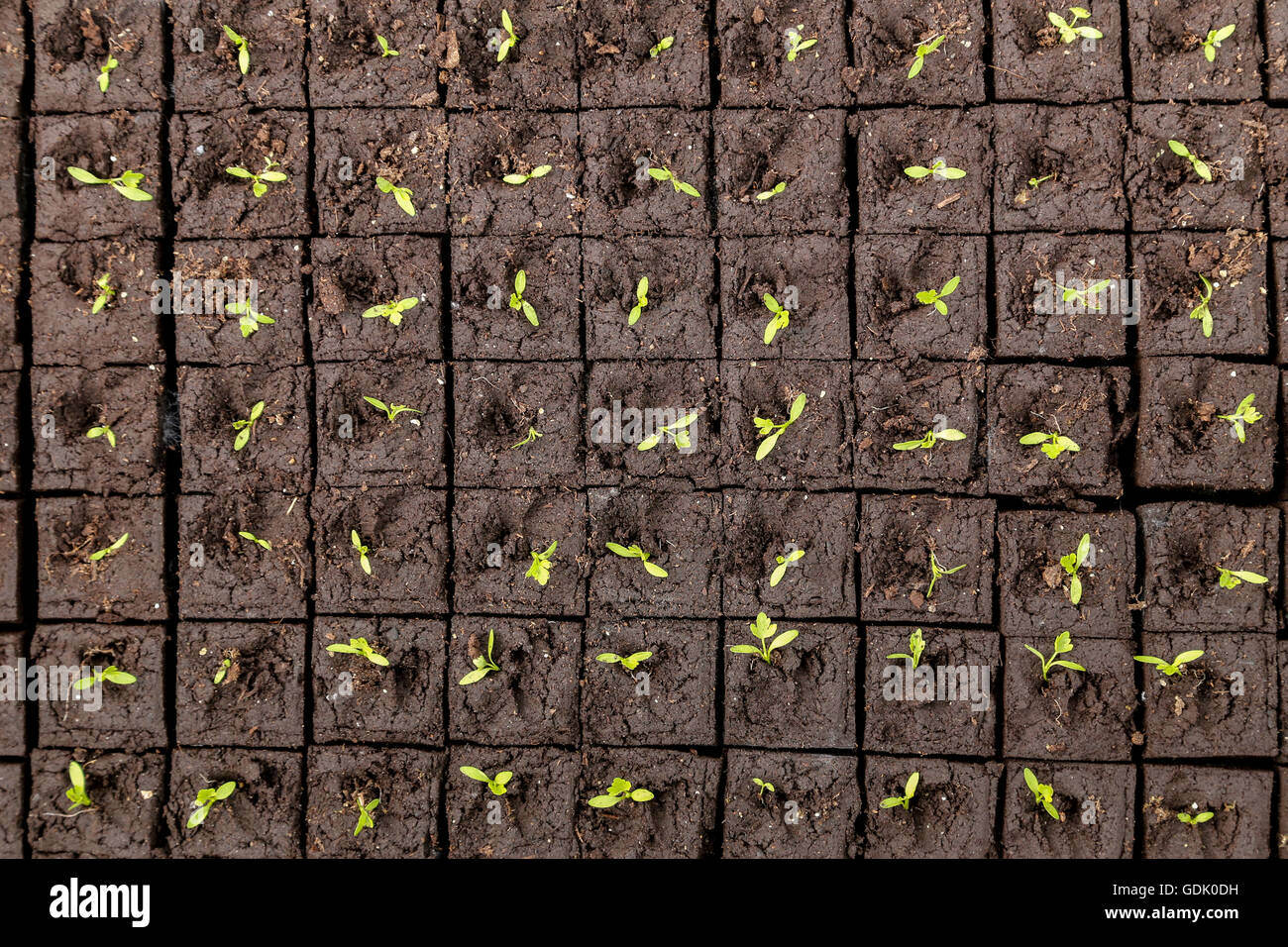 Days old seedlings in black soil Stock Photo - Alamy