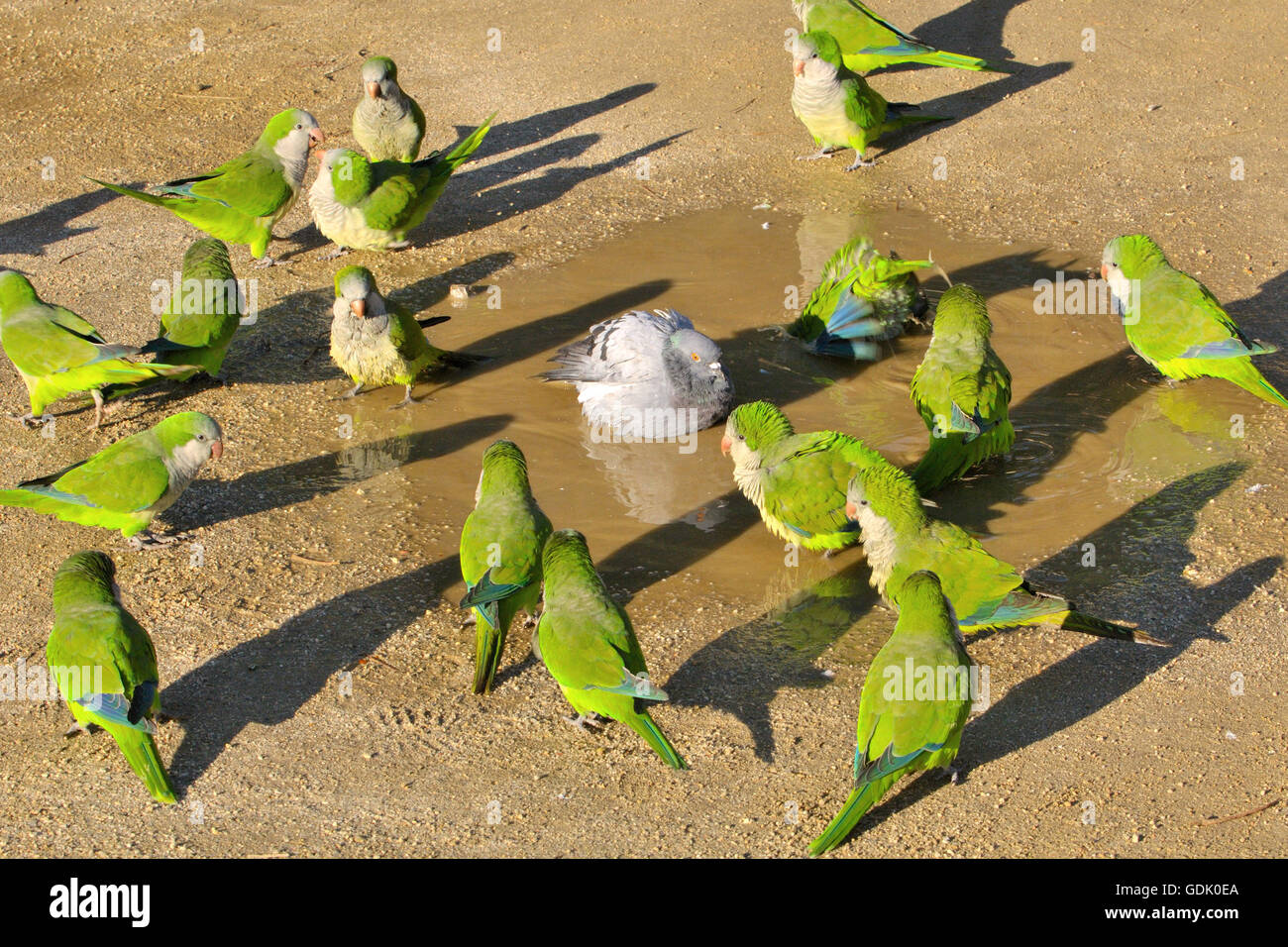 Quaker parakeet (Myiopsitta monachus) and pigeon. Barcelona, Catalonia ...