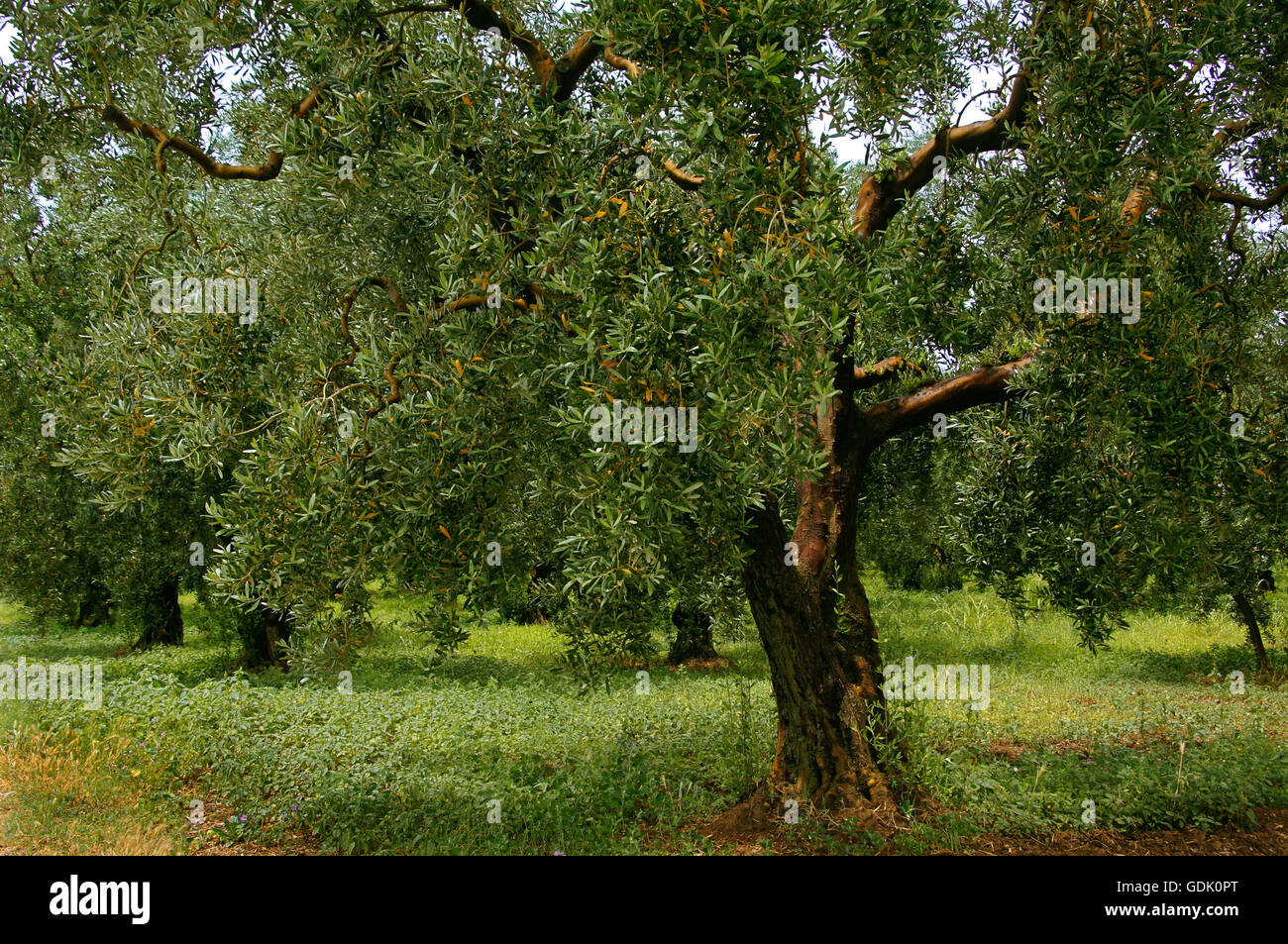 Olive trees at Iznik, Anatolia, Turkey Stock Photo - Alamy