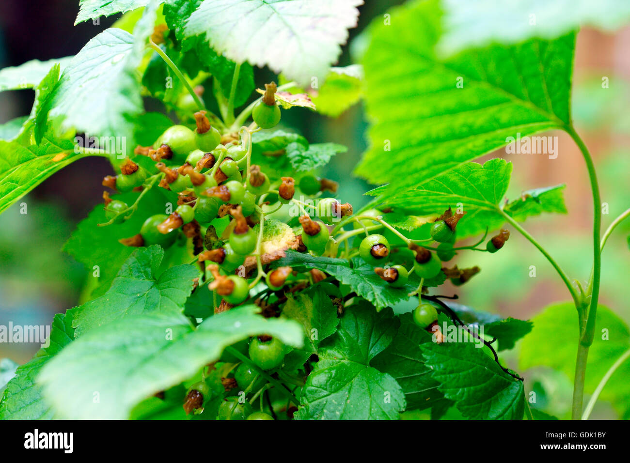 Currant bush hedge hi-res stock photography and images - Alamy