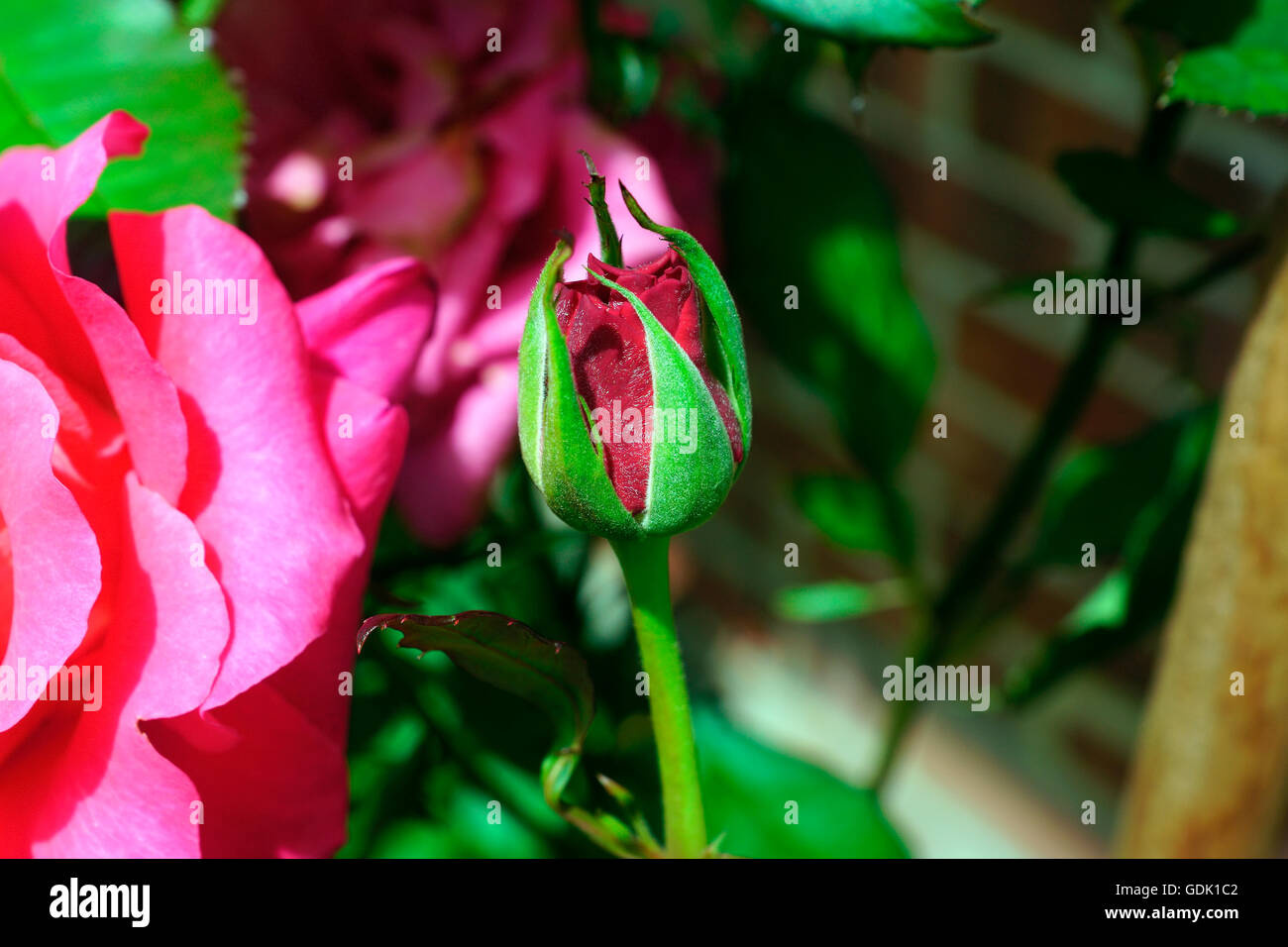 RED ROSE STARTING TO FLOWER Stock Photo - Alamy
