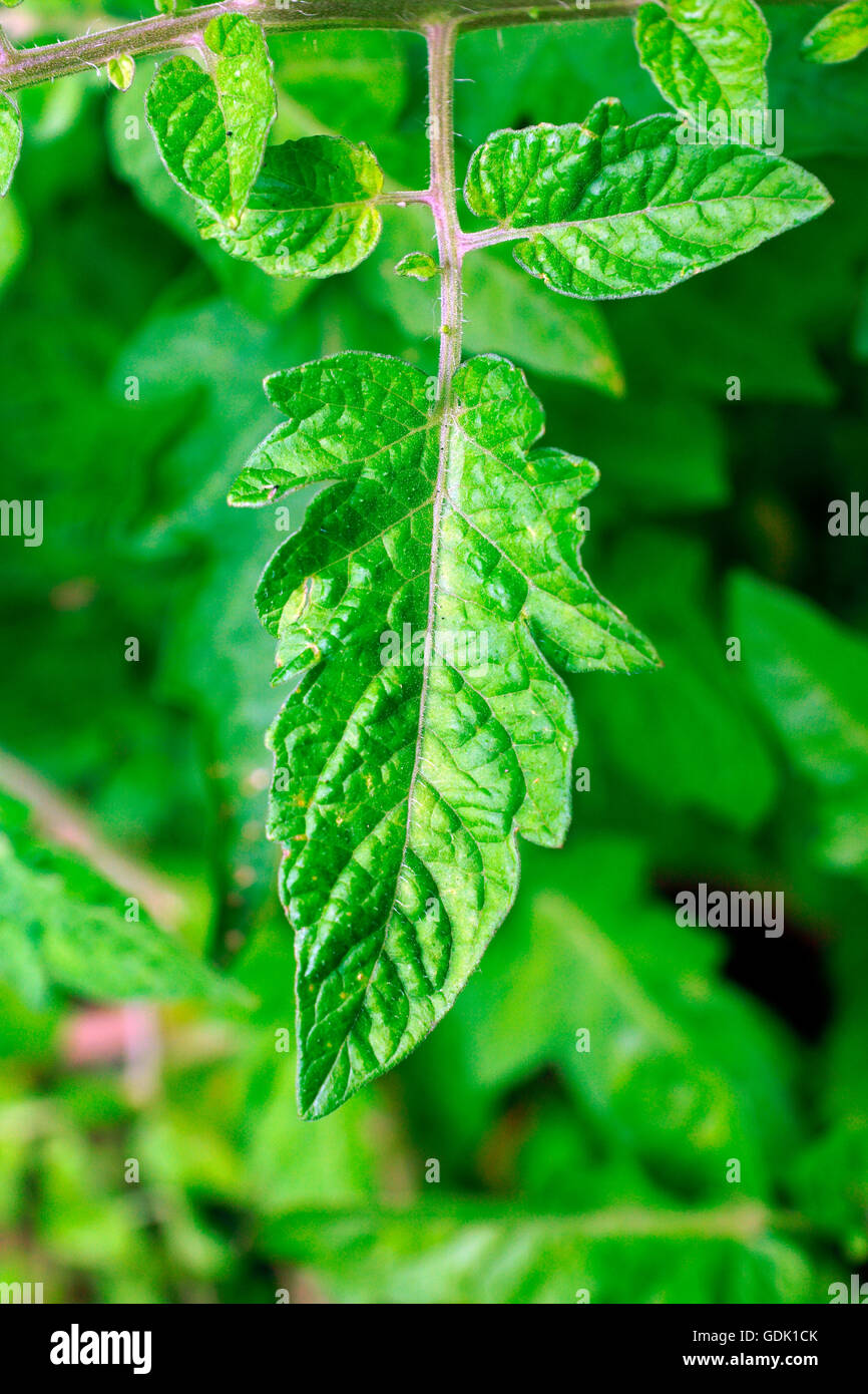 Tomato yellow leaves uk hi-res stock photography and images - Alamy