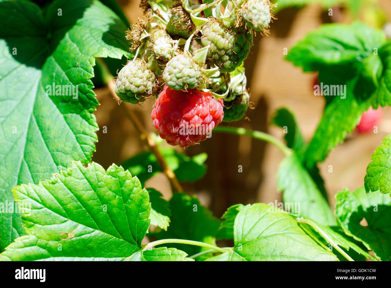 Raspberry ripple flower hi-res stock photography and images - Alamy