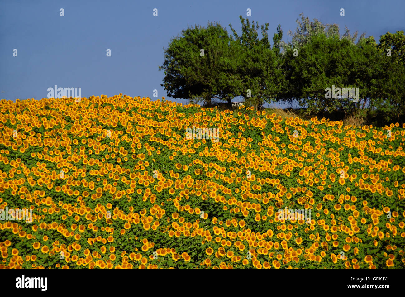 Gallipoli semi island, Turkey Stock Photo - Alamy