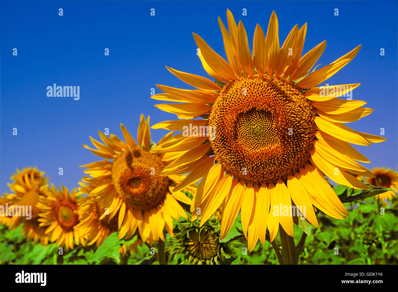 Sunflowers at the Gallipoli district, Turkey Stock Photo - Alamy