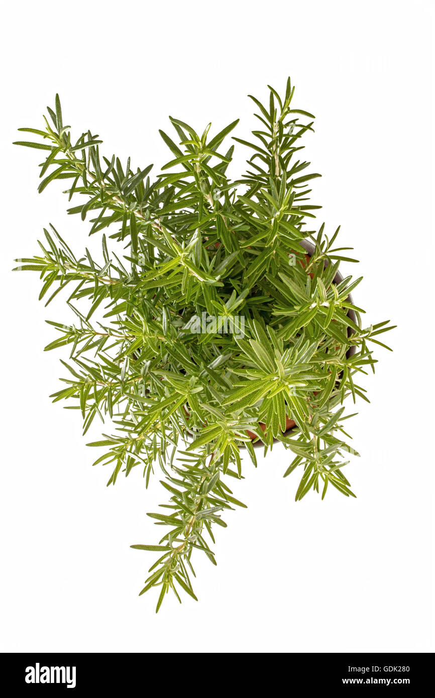 rosemary plant view from top on white background Stock Photo - Alamy