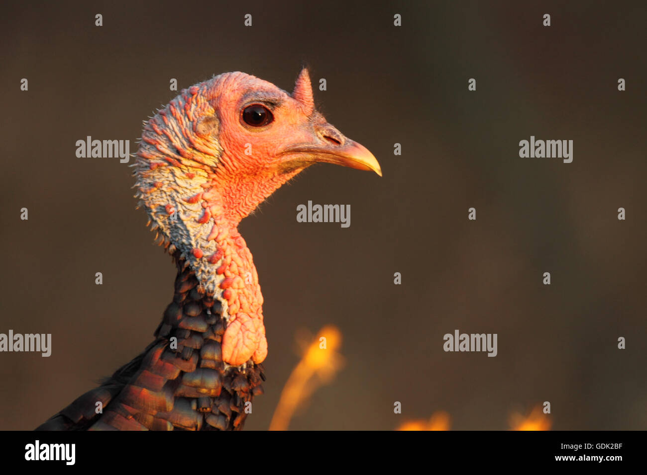 A portrait of a Wild Turkey Stock Photo - Alamy