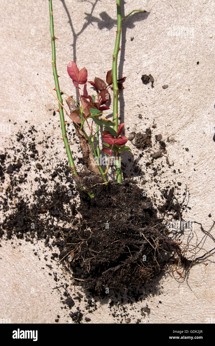 Rose plant roots hi-res stock photography and images - Alamy