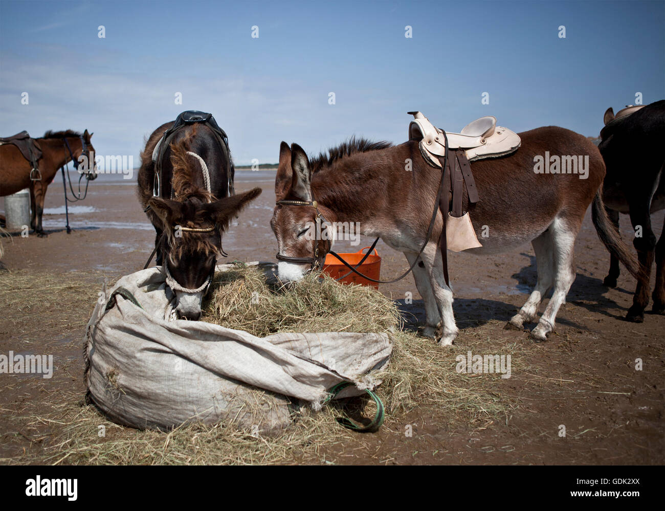 Donkey Eating Hay on Burnham-On-Sea Beach Stock Photo - Alamy