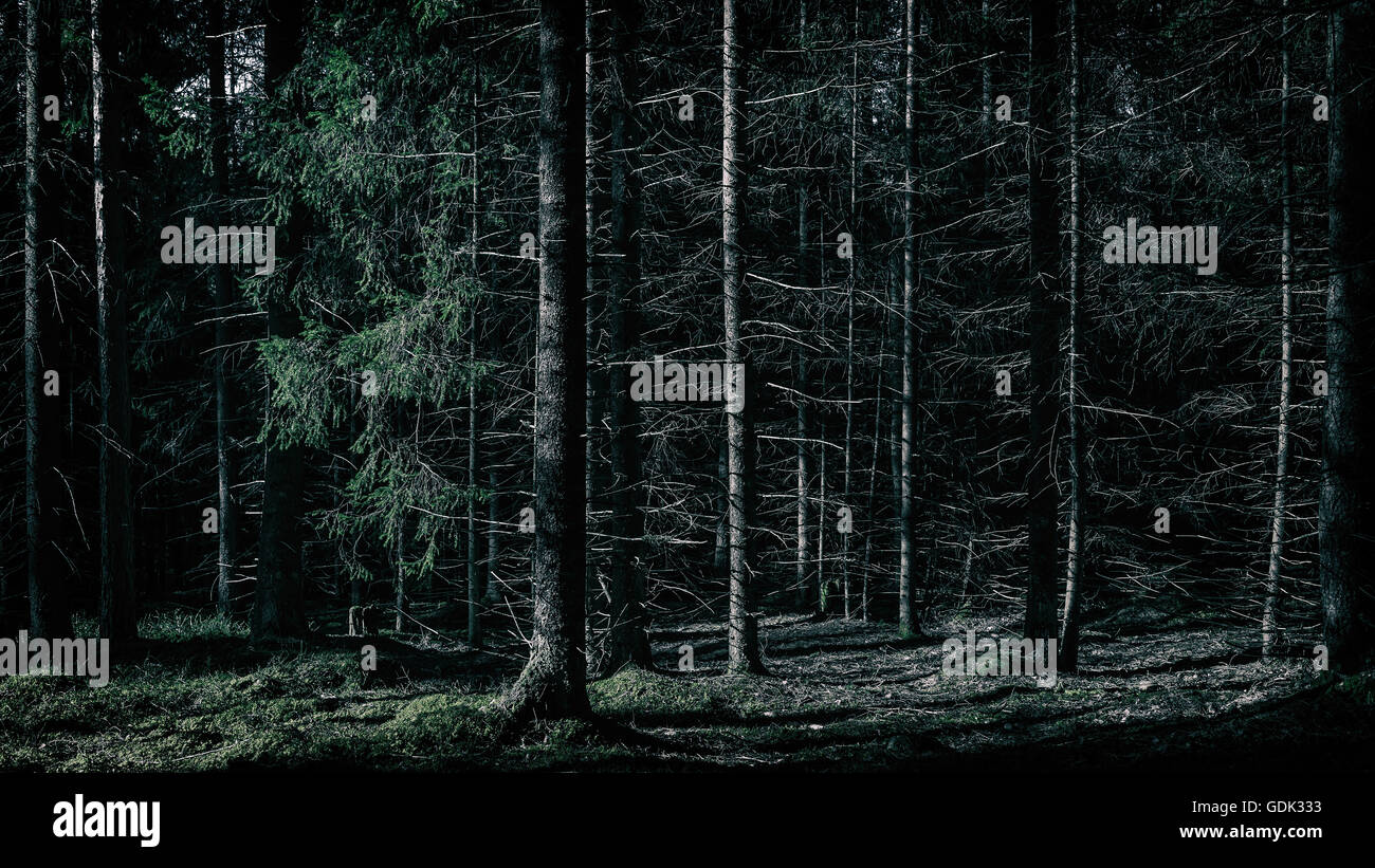 Dark fir forest hi-res stock photography and images - Alamy