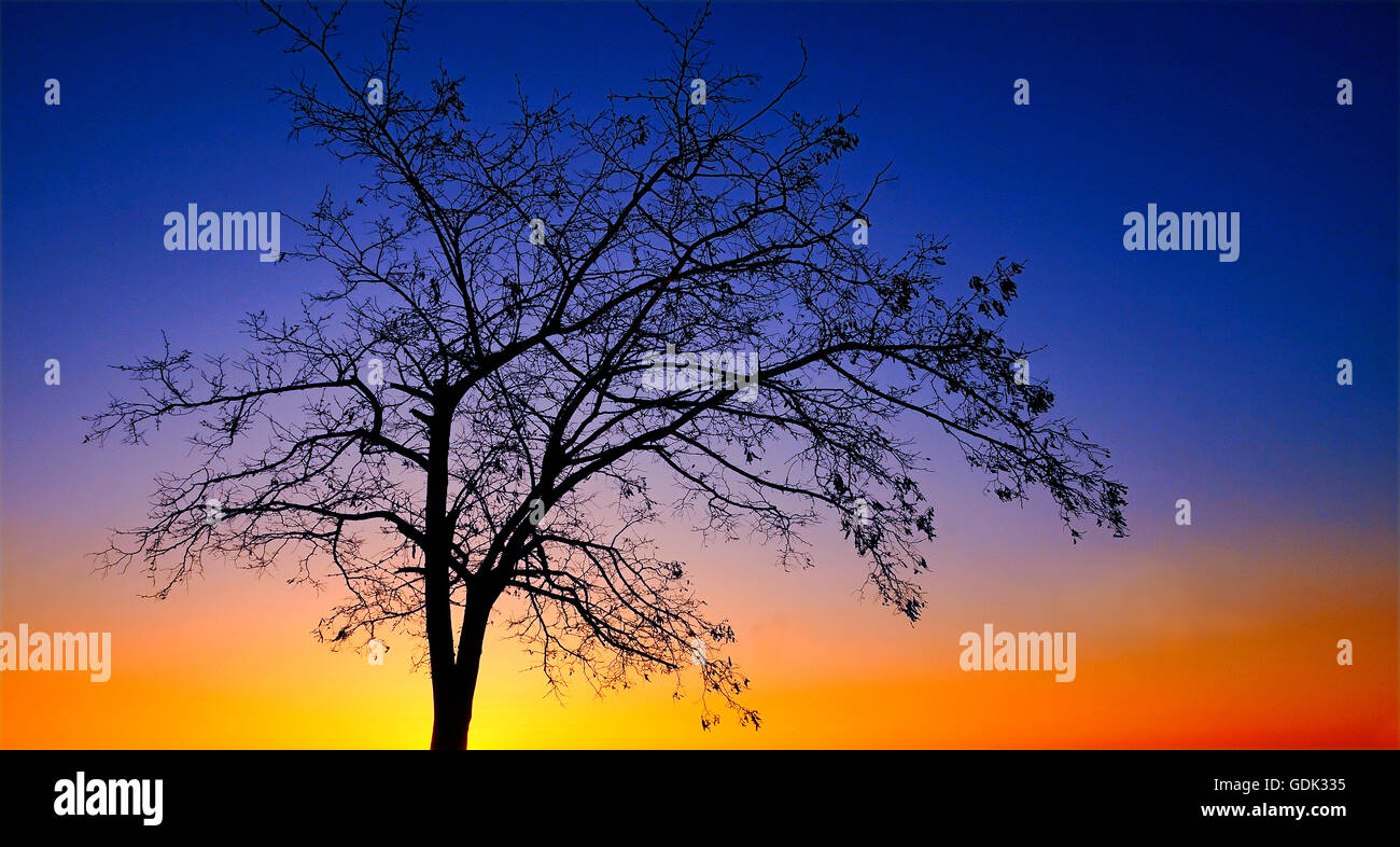 Tree at sunset Stock Photo - Alamy