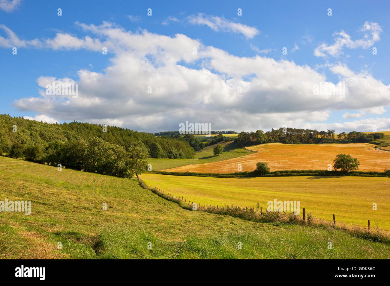 The rolling scenery of the Yorkshire wolds with ripening crops, meadows ...