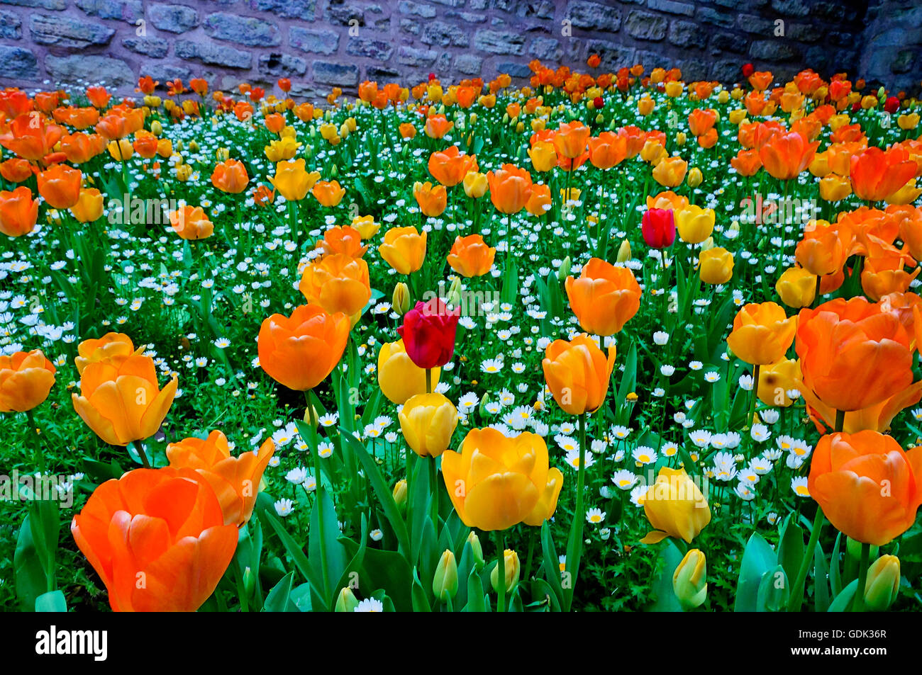 Tulips, Istanbul, Turkey. The tulip is a perennial, bulbous plant with ...