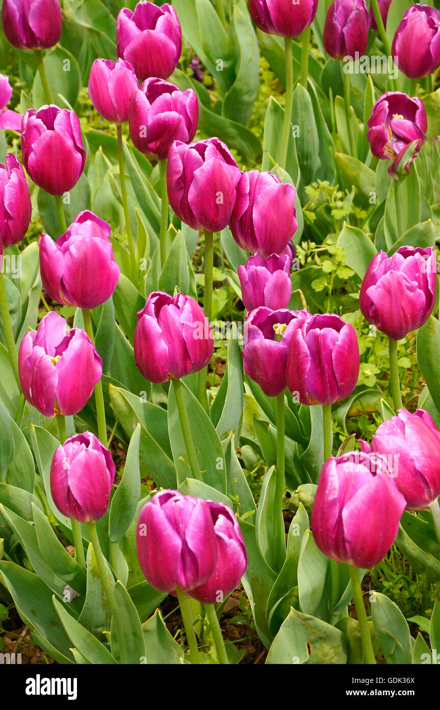 Tulips, Istanbul, Turkey. The tulip is a perennial, bulbous plant with ...