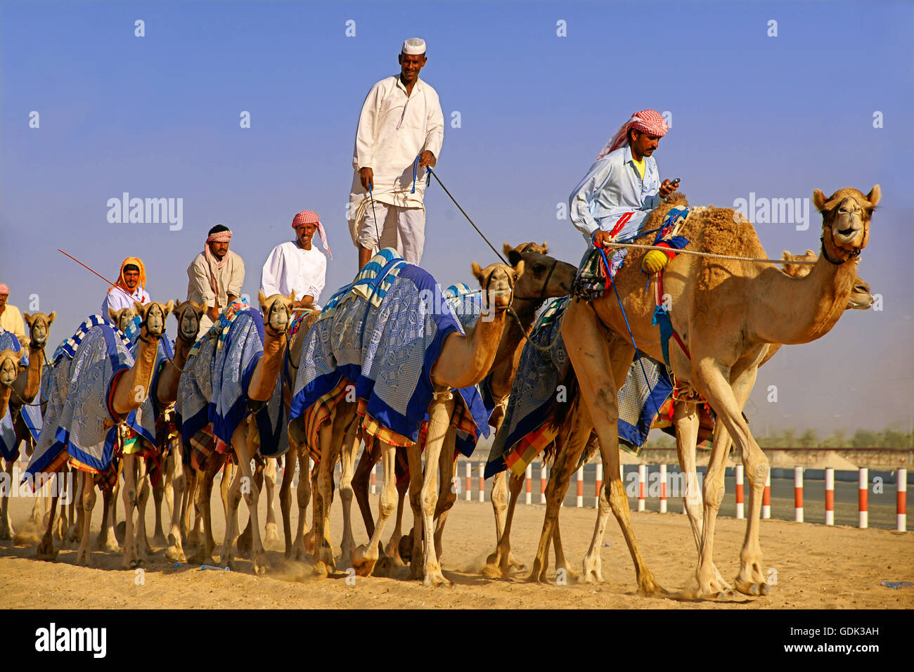 Camel race at Marmoun, Emirate of Dubai, UAE Stock Photo - Alamy