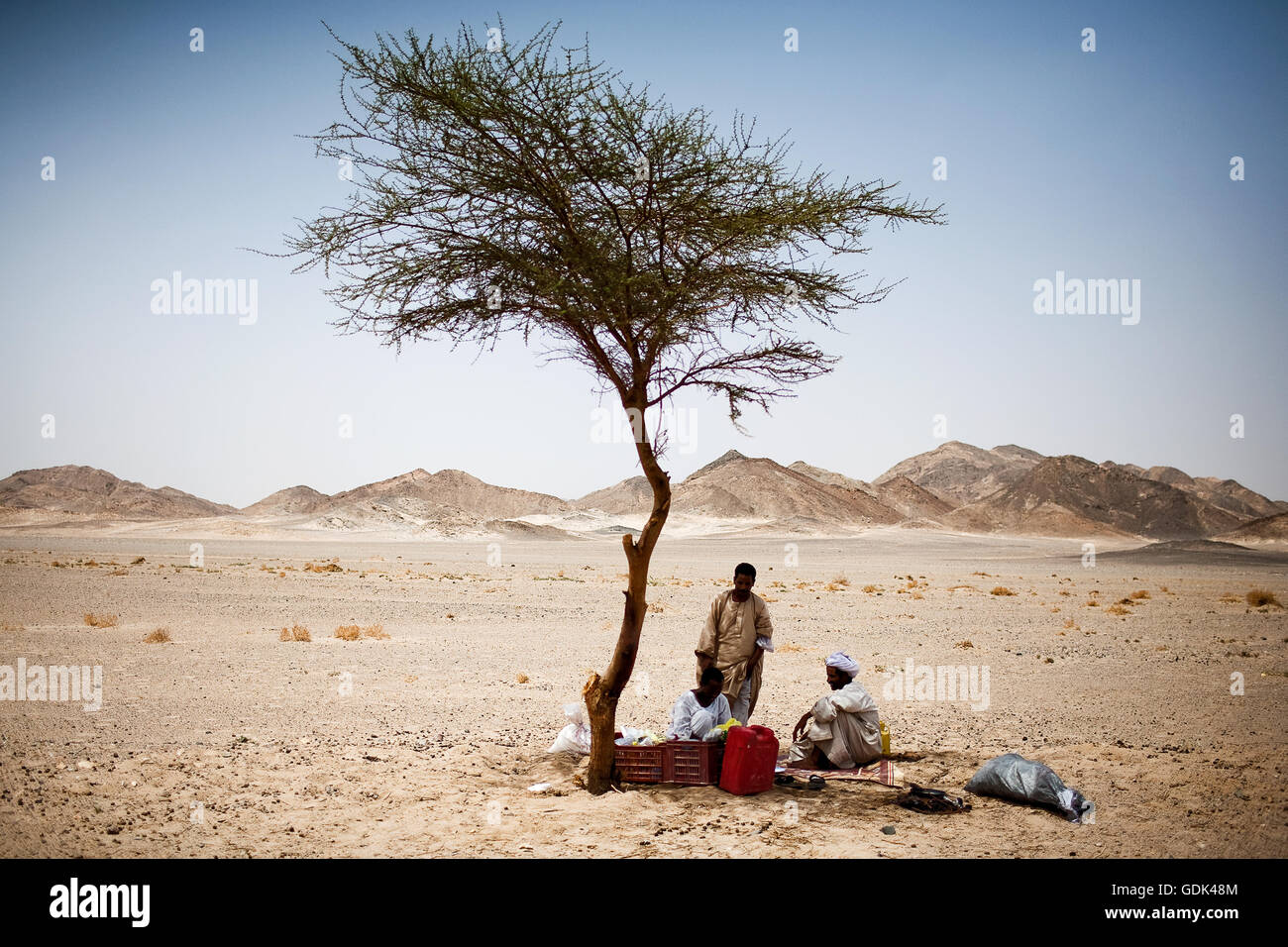 Bedouin guides take shelter under a lone tree in Wadi Abu Greya ...