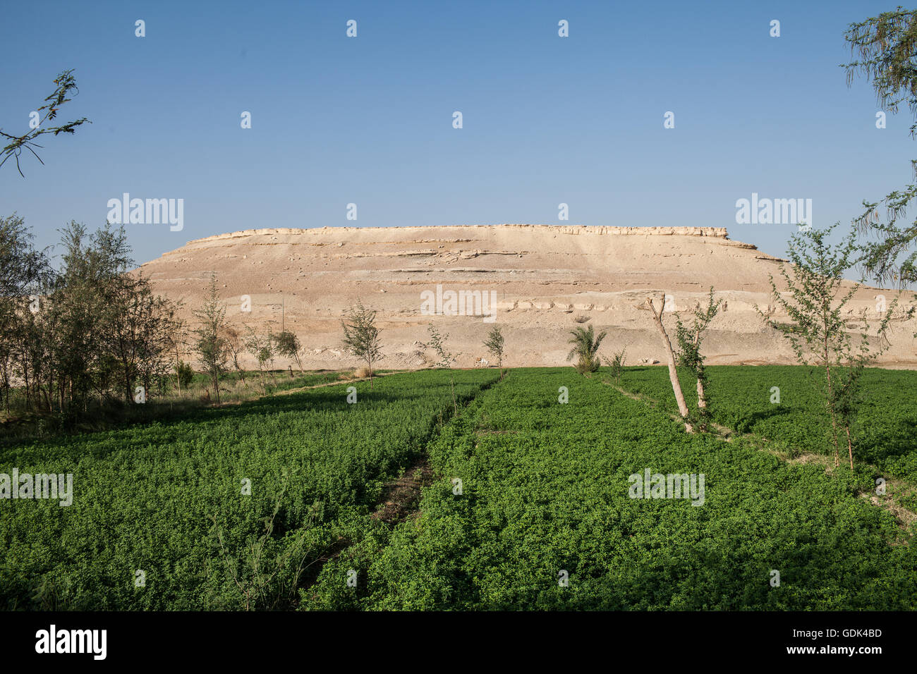 Agricultural fields in Dakhla Oasis. Egypt Stock Photo - Alamy