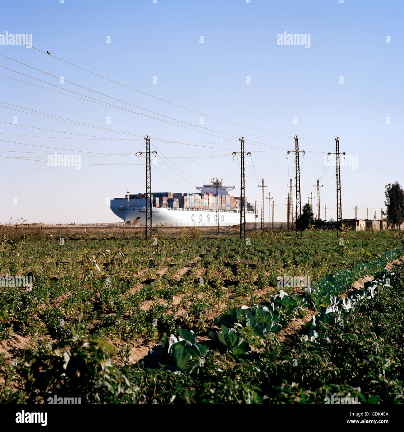 A huge container ship passes farms owned by residents of Ismailia ...