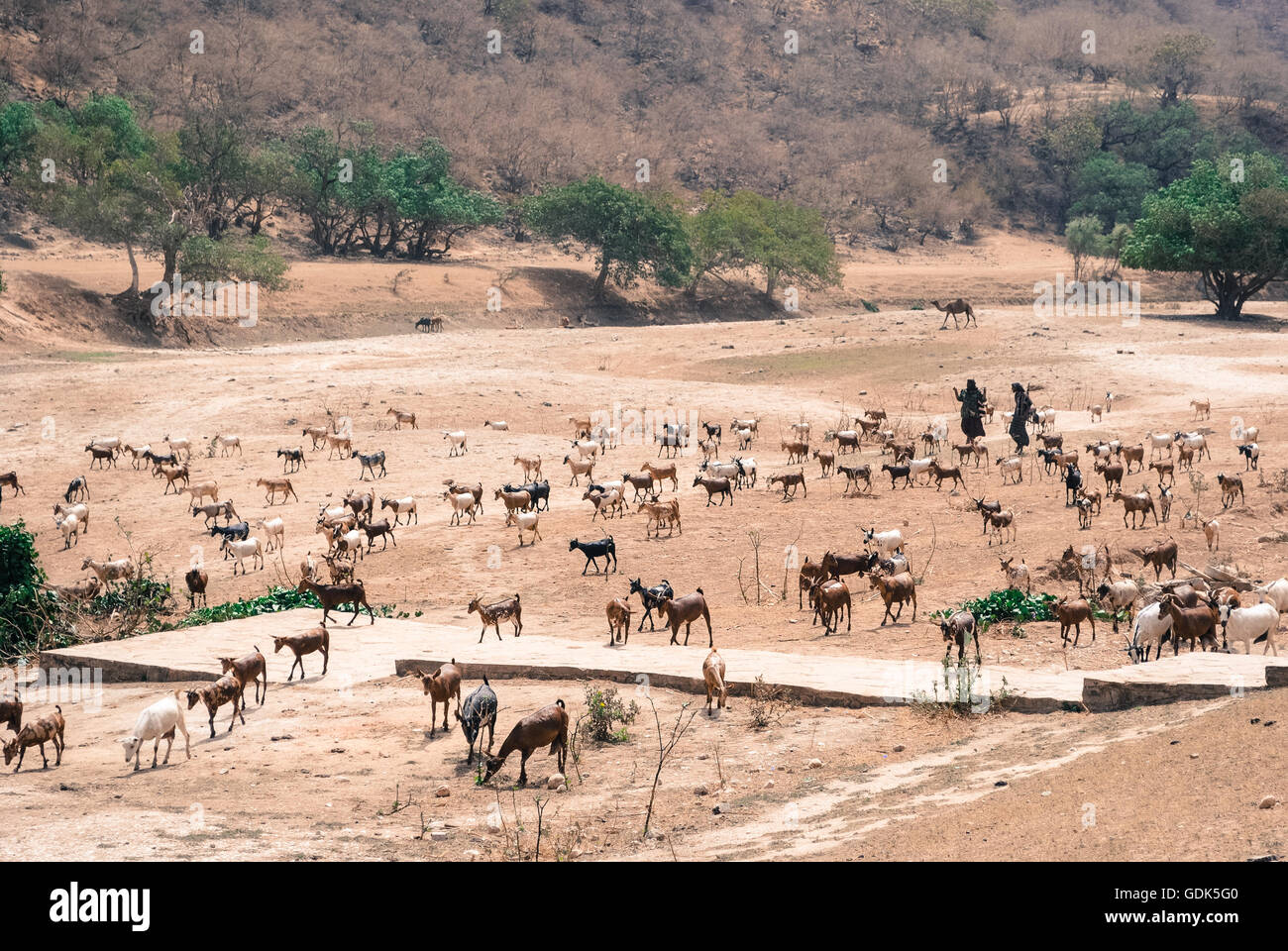 Just goats hi-res stock photography and images - Alamy
