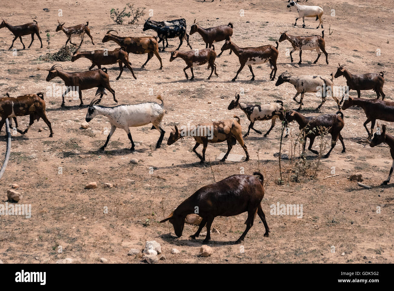 Goats being herded through wadi just outside of Salalah, Oman, Middle ...