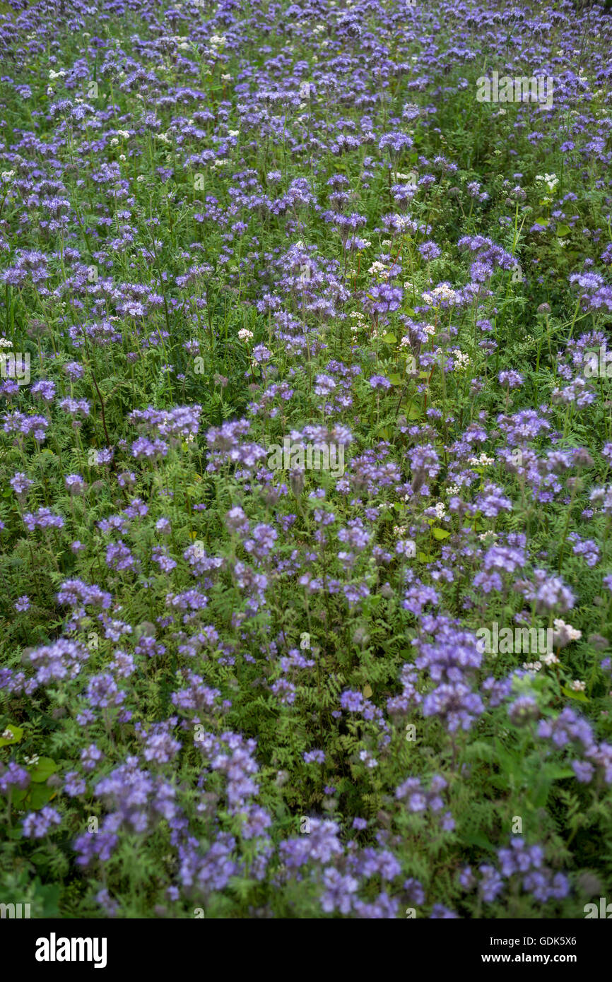 Buckwheat and Phacelia growing together as bee forage and cover crop in ...
