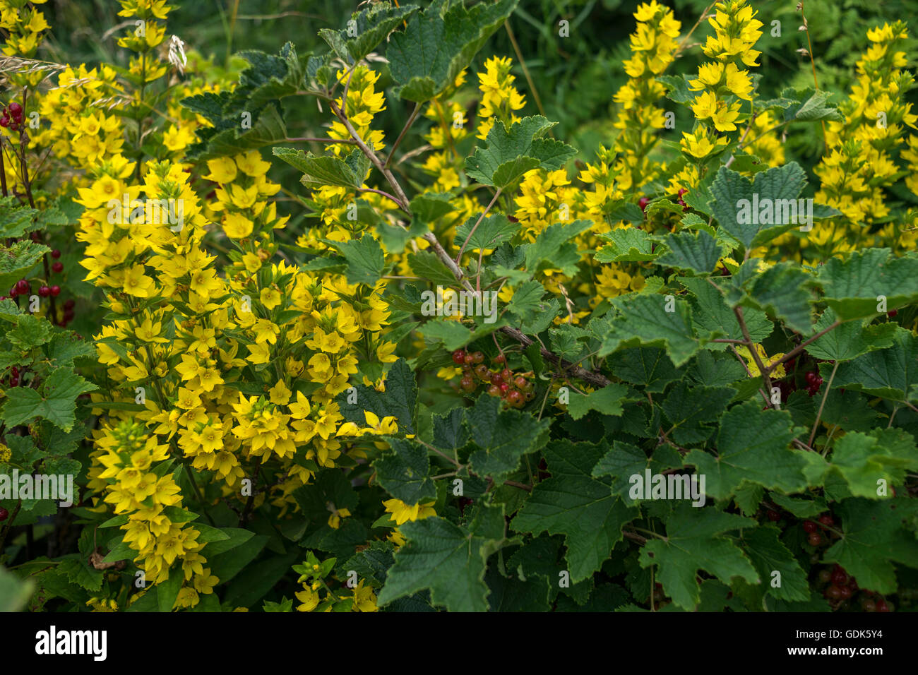 Red Current bush and Dotted Loosestrife Lysimachia punctata Stock Photo ...