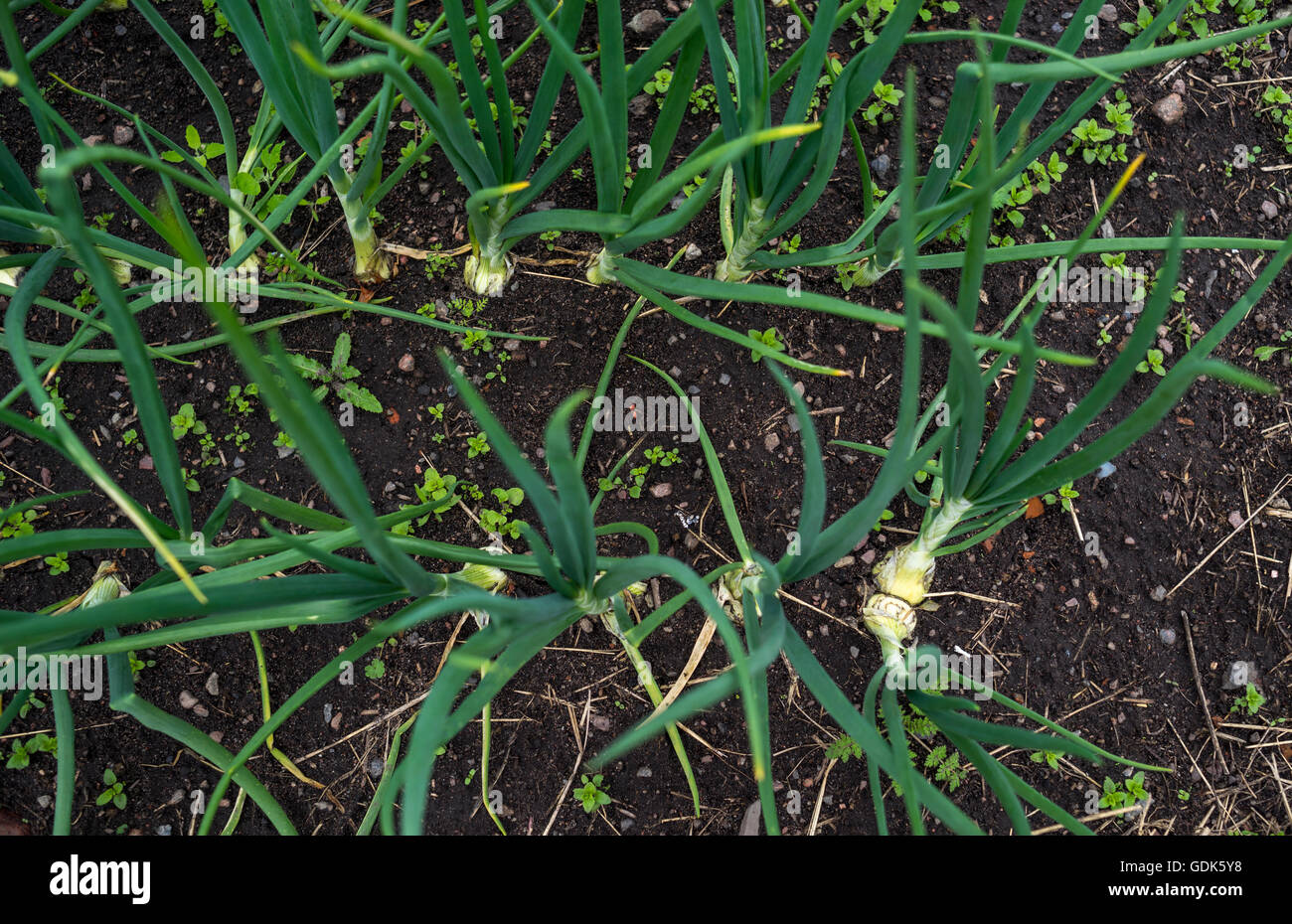 Onion patch hi-res stock photography and images - Alamy