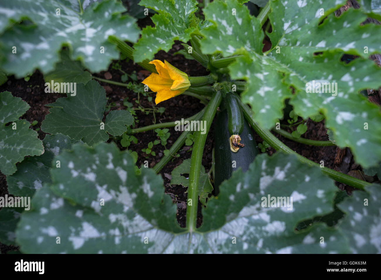 summer squash plant with flower Stock Photo - Alamy