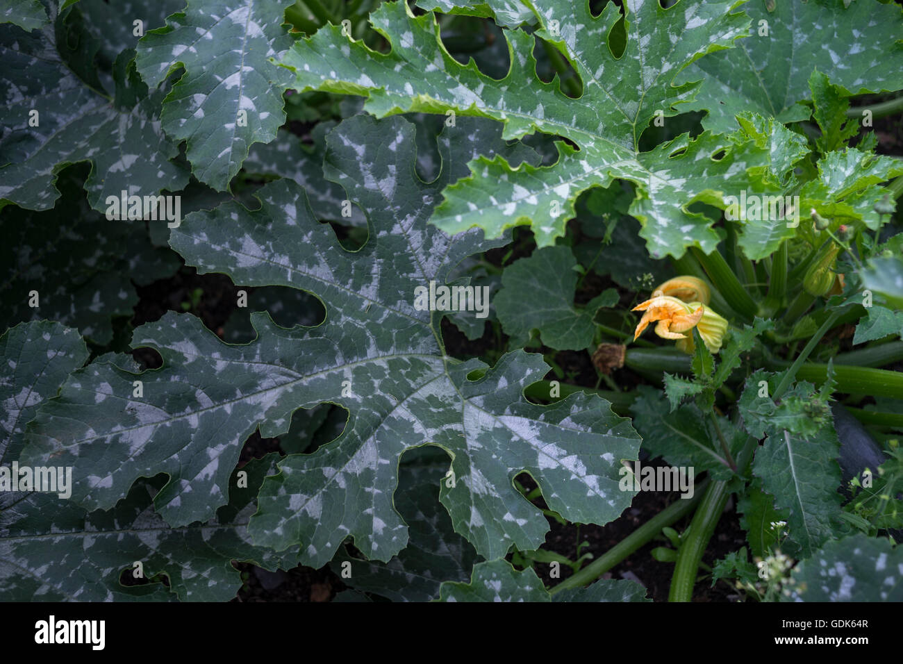 summer squash plant with flower Stock Photo - Alamy