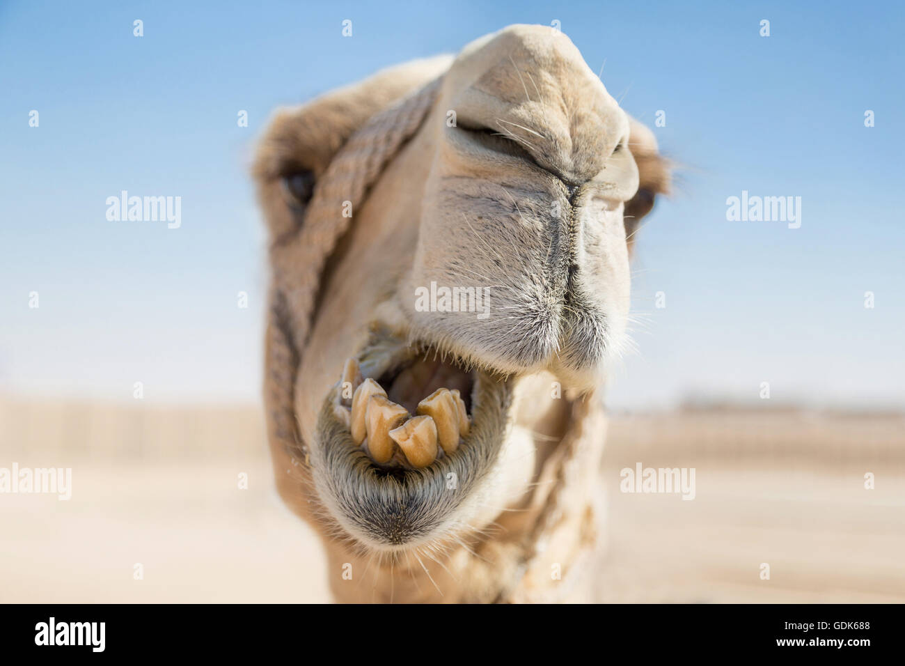 Camels face hi-res stock photography and images - Alamy