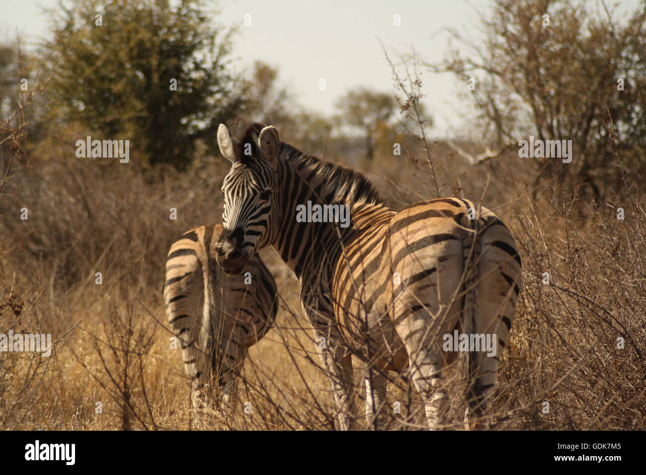 Zebra calf hi-res stock photography and images - Alamy