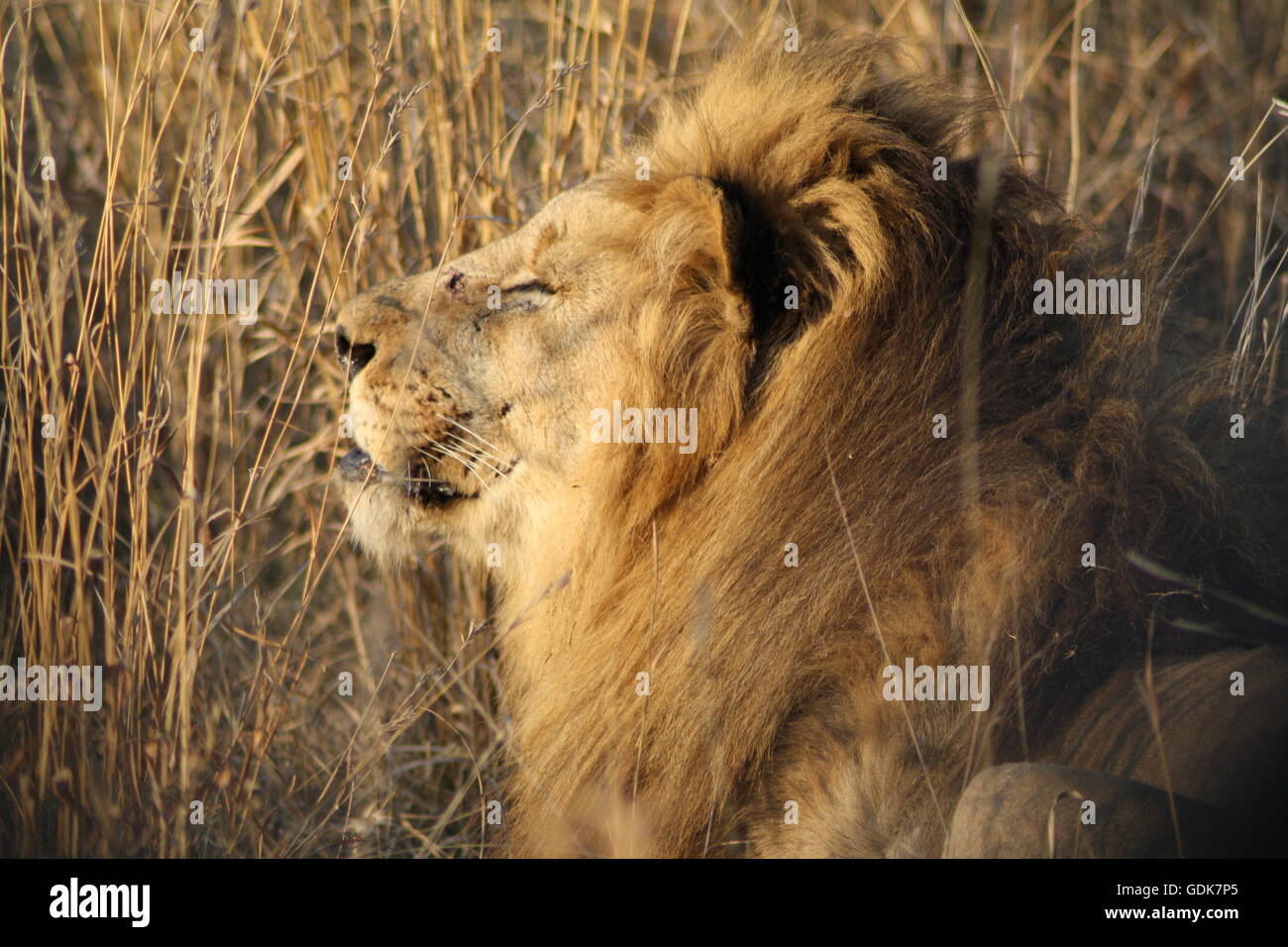 Male lion sitting hi-res stock photography and images - Alamy