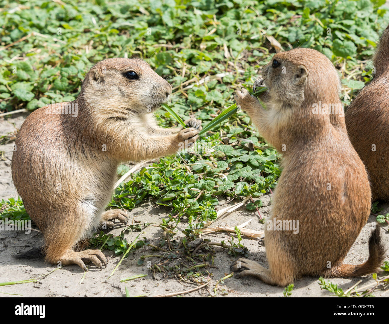 Cynomys in grass hi-res stock photography and images - Alamy