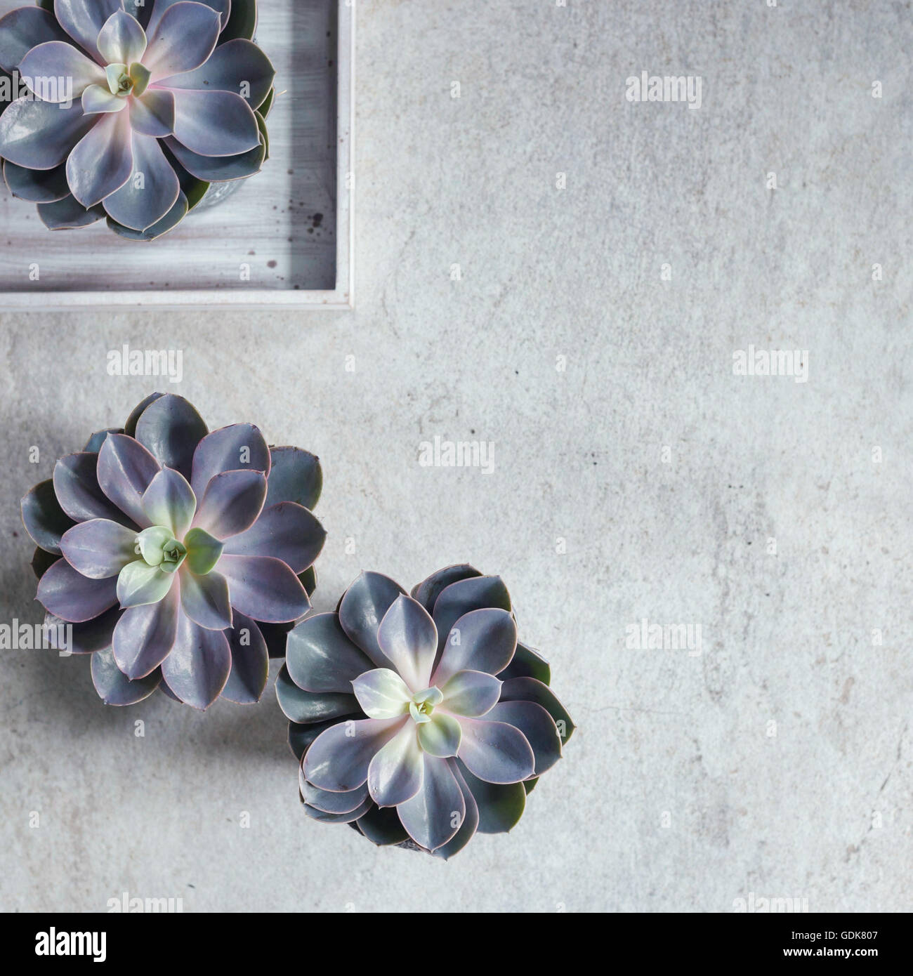Top view echeveria succulent hi-res stock photography and images - Alamy