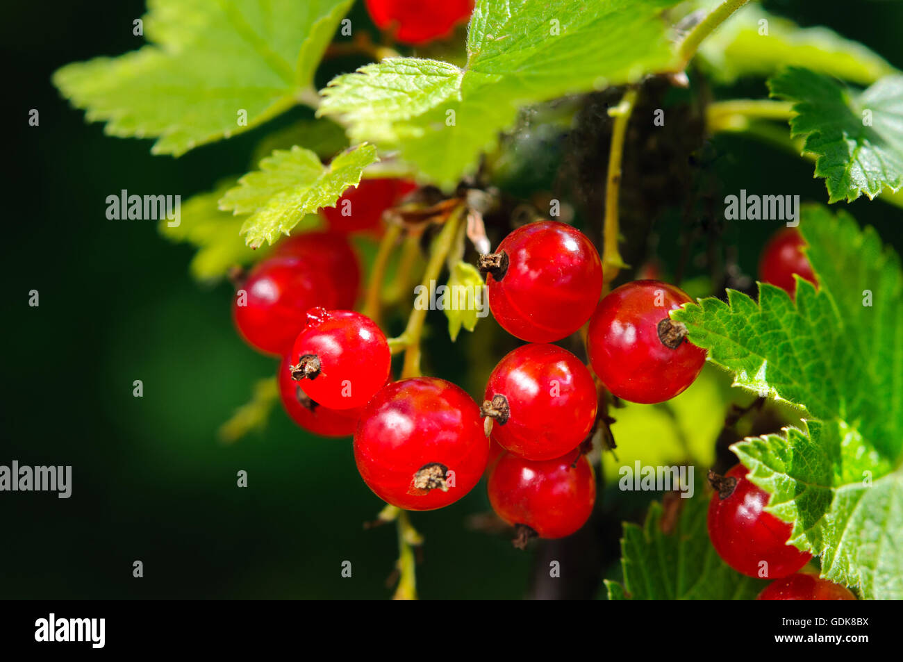 Red currant bunch in fruit garden close-up Stock Photo - Alamy