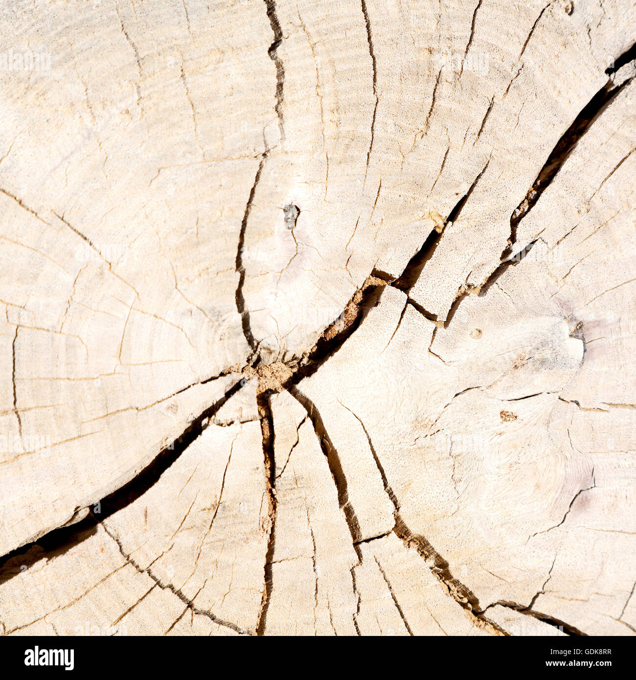 abstract texture of a aged cracked tree trunk and background Stock ...