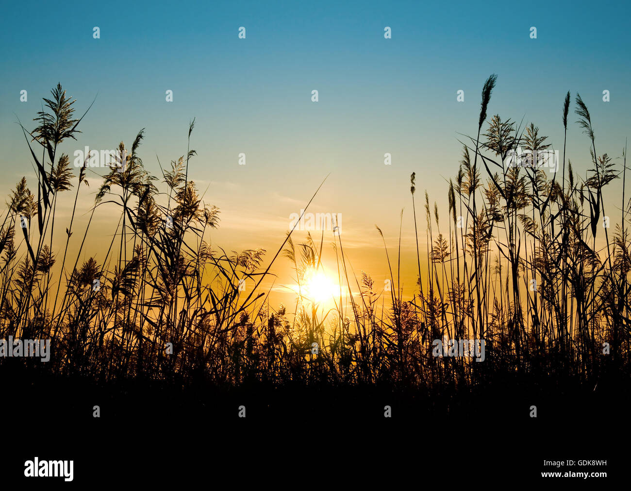 Reed against the sunset Stock Photo - Alamy