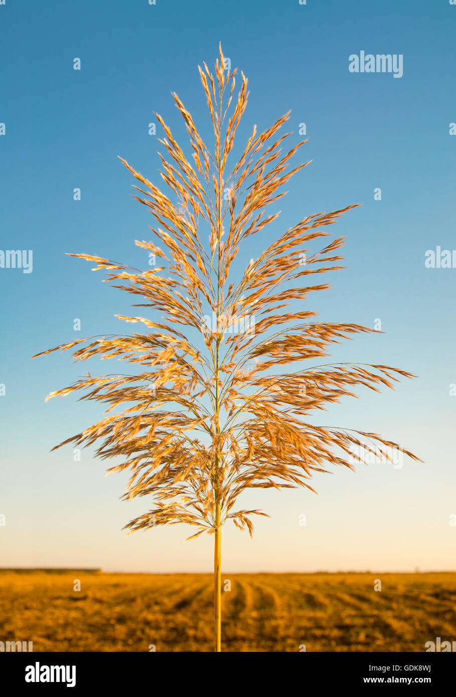 Reed against the sky Stock Photo - Alamy