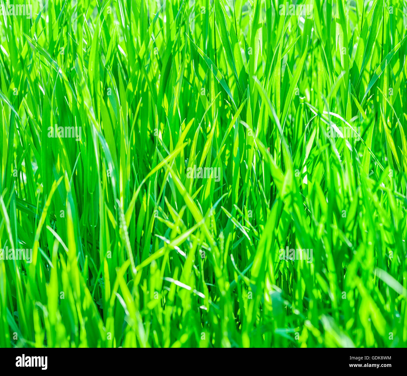 Texture of fresh green grass Stock Photo - Alamy
