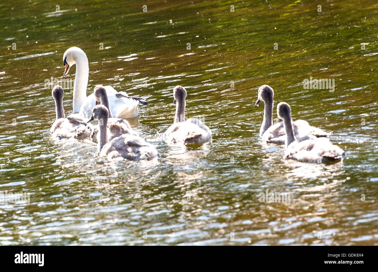 Cygnets follow a swan in St James' Park, London Stock Photo - Alamy
