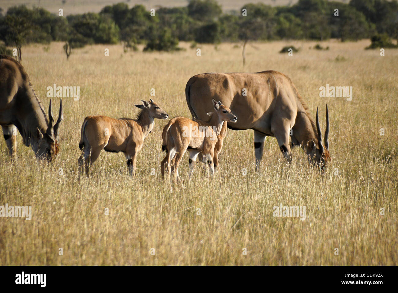 Elands with calves, Kenya Stock Photo - Alamy